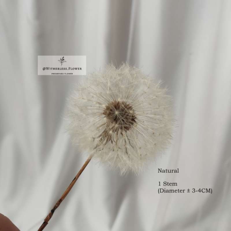 Promo 1 Tangkai Preserved Dandelion Flower / Dried Flower Awetan Diskon ...
