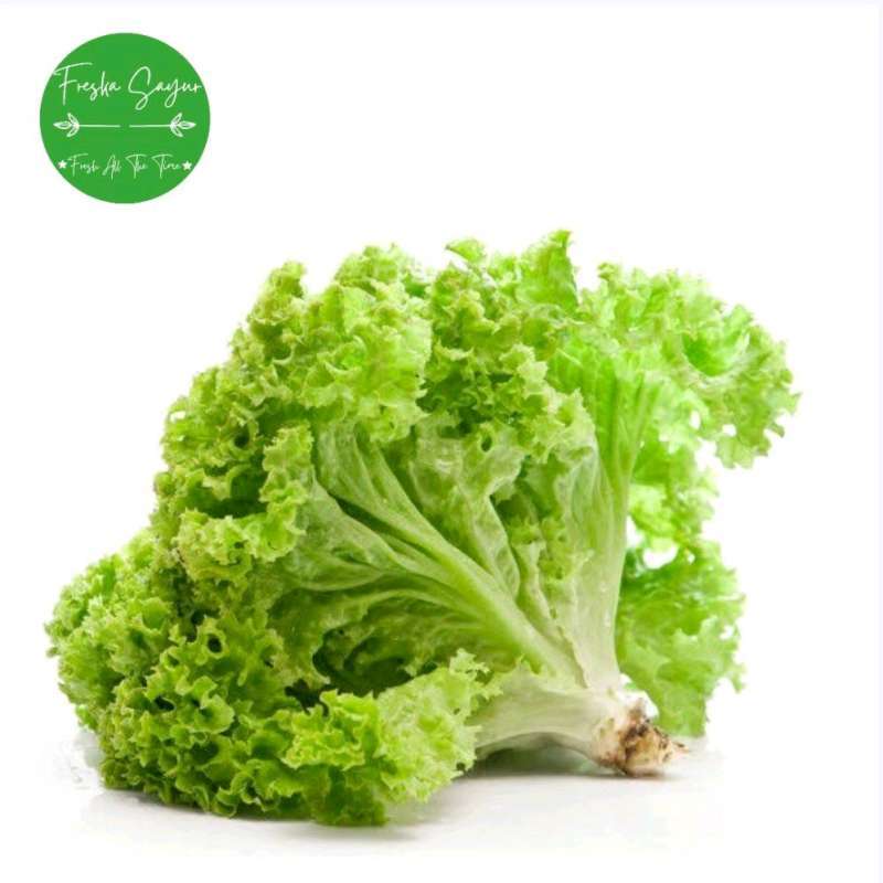 Jual Harga Selada 1 Kg Termurah - Harga Grosir Terupdate Hari Ini | Blibli