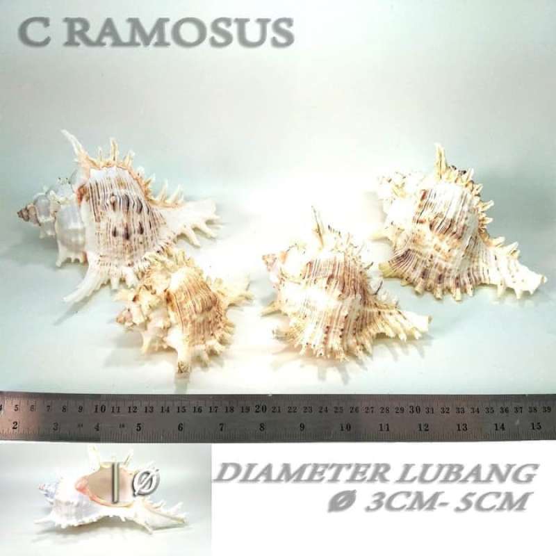 Promo C Ramosus Cangkang Shell Kelomang Keong Umang Hermit Crab Natural Diskon 50% Di Seller ...