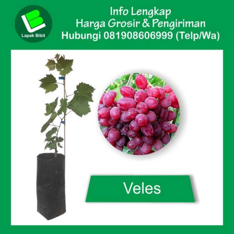 Promo Bibit Anggur Veles Tinggi 50 S/d 100 Centimeter Diskon 23% Di ...
