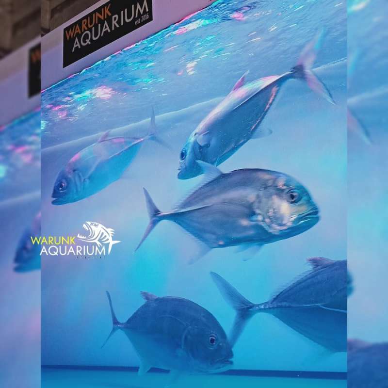 Jual Ikan Gt / Giant Trevally / Ikan Kuwe Aquarium Air Tawar Murah - 4 ... Jual Ikan Gt / Giant Trevally / Ikan Kuwe Aquarium Air Tawar Murah - 4 ...