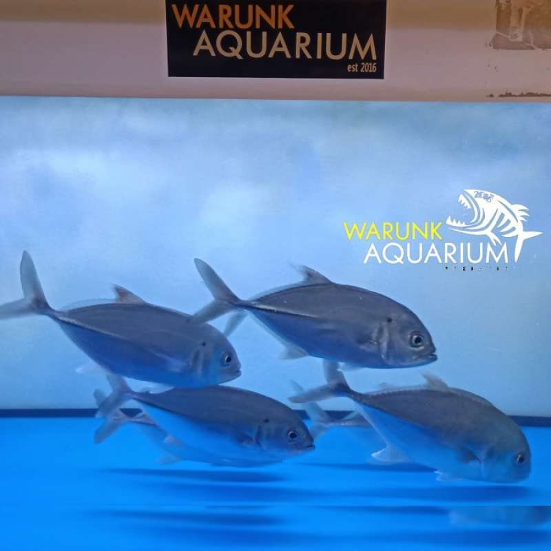 Jual Ikan Gt / Giant Trevally / Ikan Kuwe Aquarium Air Tawar Murah - 4 ... Jual Ikan Gt / Giant Trevally / Ikan Kuwe Aquarium Air Tawar Murah - 4 ...