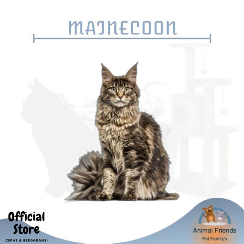 Promo Kucing Mainecoon Pure Breed Diskon 33% Di Seller Amor One Store ...
