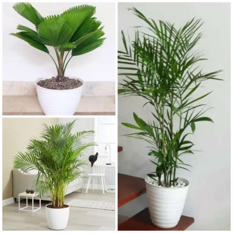Promo 3 Paket Tanaman Hias Indoor + Pot / Tanaman Palem Kuning Diskon ...
