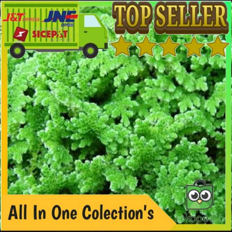 Jual Bibit Azolla Microphylla 1 Kg - Azolla Pinata Di Seller Raindrop ...