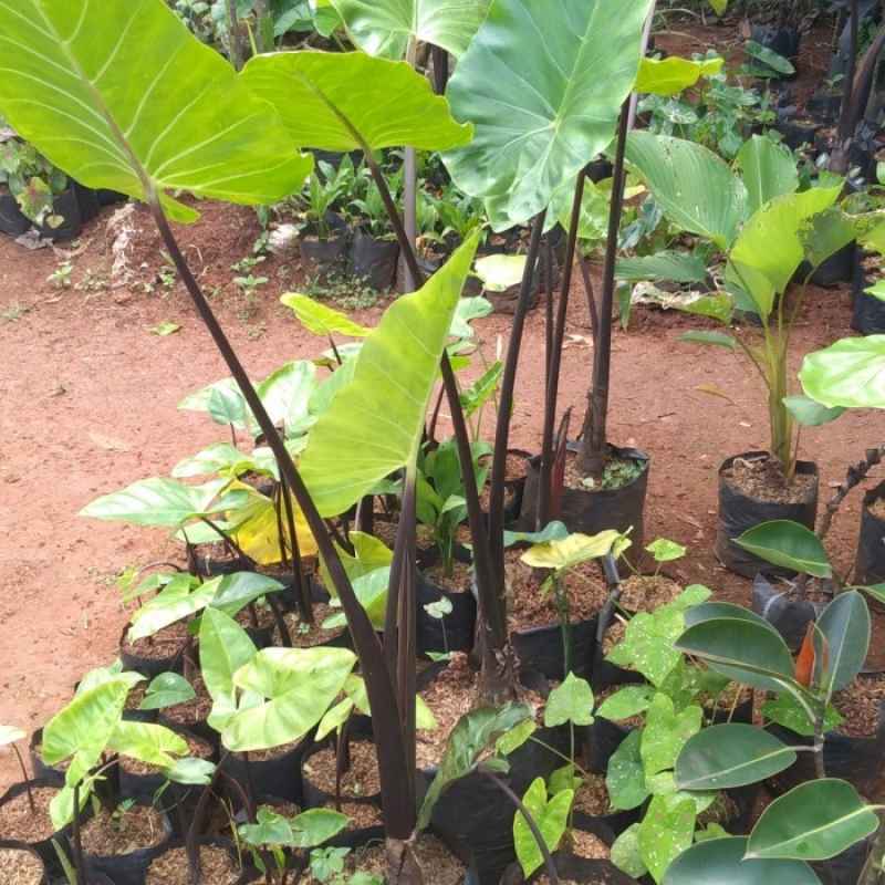 Promo Ori Tanaman Sente Batang Hitam Tinggi 1 Meter Lebih Diskon 23% Di ...