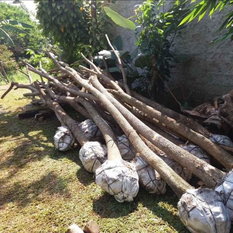 Jual Tanaman Trembesi Samanea Saman Pohon Trembesi 3-4 Meter Pohon ...