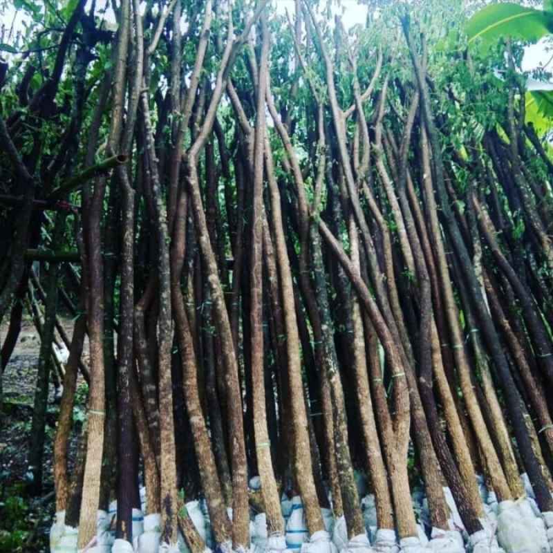 Jual Tanaman Trembesi Samanea Saman Pohon Trembesi 3-4 Meter Pohon ...