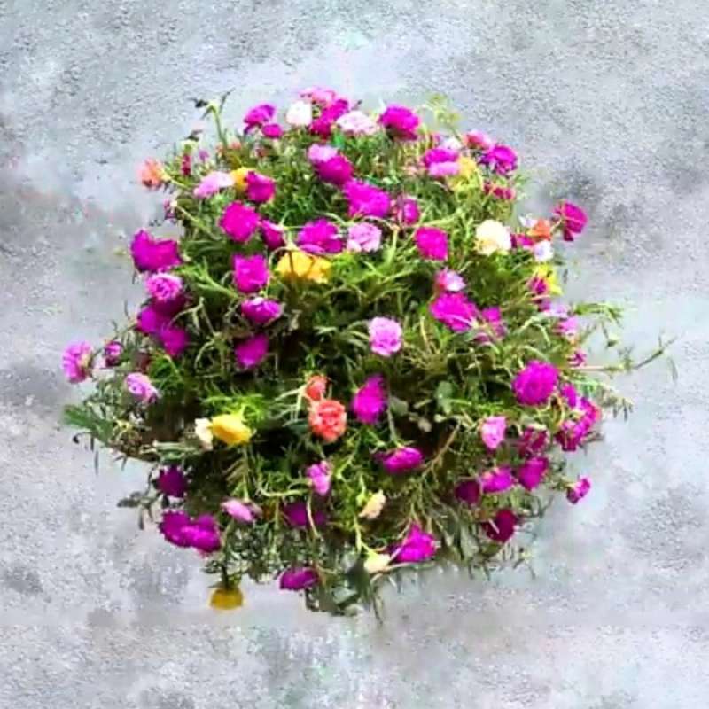 Jual Kokedama - Mix Colours 7 Warna Bunga Moss Rose Portulaca ...