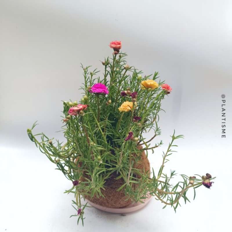 Jual Kokedama - Mix Colours 7 Warna Bunga Moss Rose Portulaca ...