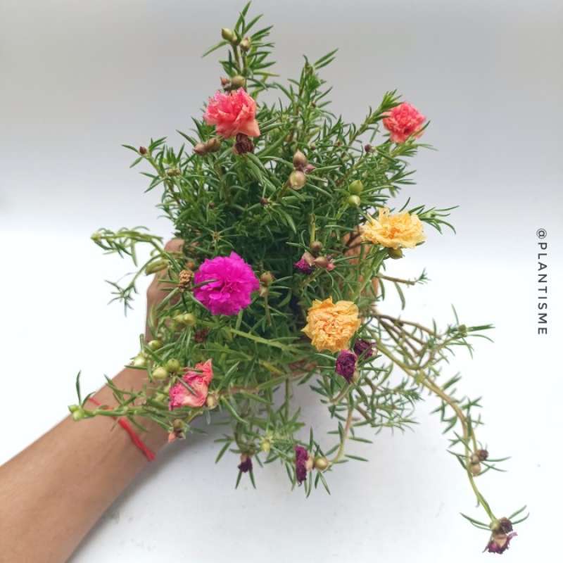 Jual Kokedama - Mix Colours 7 Warna Bunga Moss Rose Portulaca ...