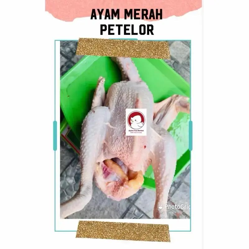 Ayam Merah Hidup Gratis Ongkir 🔥 Harga Murah Mei 2026