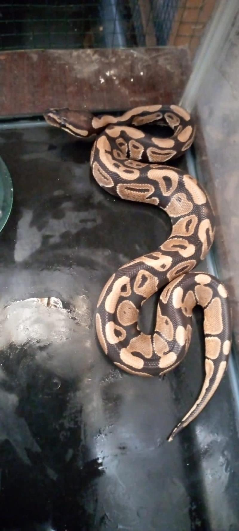 Promo Ball Python Normal,,baby Up,,female Diskon 23% Di Seller Tiny ...