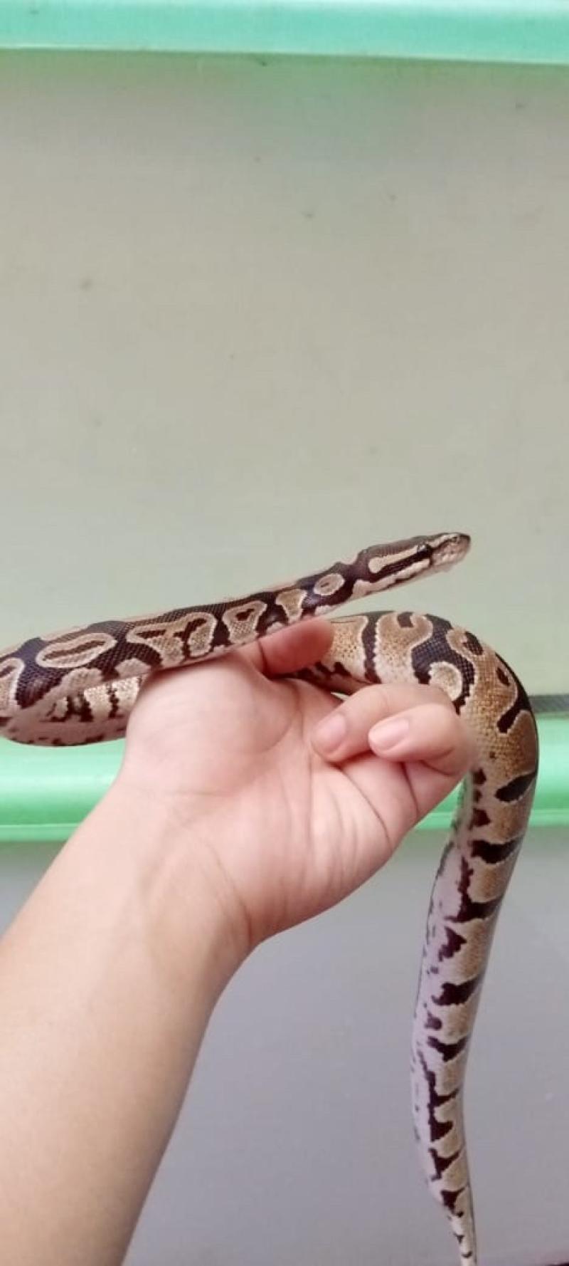 Promo Ball Python Normal,,baby Up,,female Diskon 23% Di Seller Tiny ...