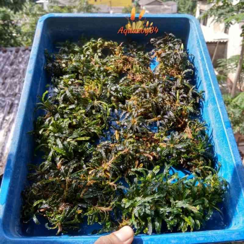 Promo Bucephalandra Mini Catherine Buce PORSI NAMPAN Tanaman Aquascape ...