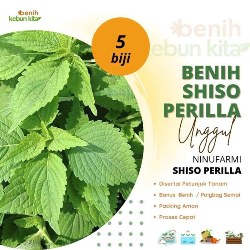 Jual [BENIH UNGGUL] Benih Daun Perilla | Shiso Perilla | Basil Korea di ...