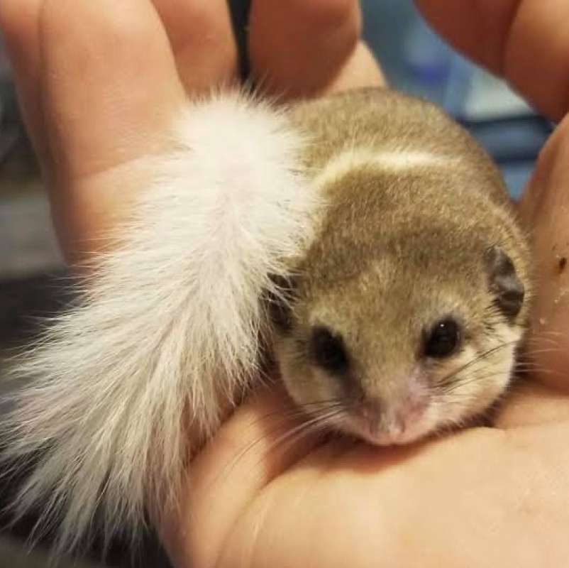 Promo PROMO GILA BUY 1 GET 1 African Pygmy Dormice sugar glider morph ...