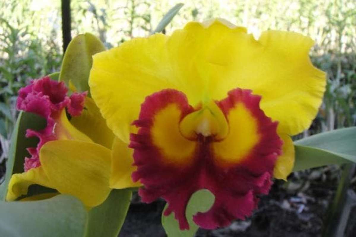 Promo Cattleya Blc Thong Suphan Diskon 33% Di Seller Bilatera Shop - Kalideres, Kota Jakarta ...