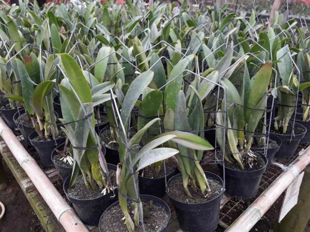 Promo Cattleya Blc Thong Suphan Diskon 33% Di Seller Bilatera Shop - Kalideres, Kota Jakarta ...