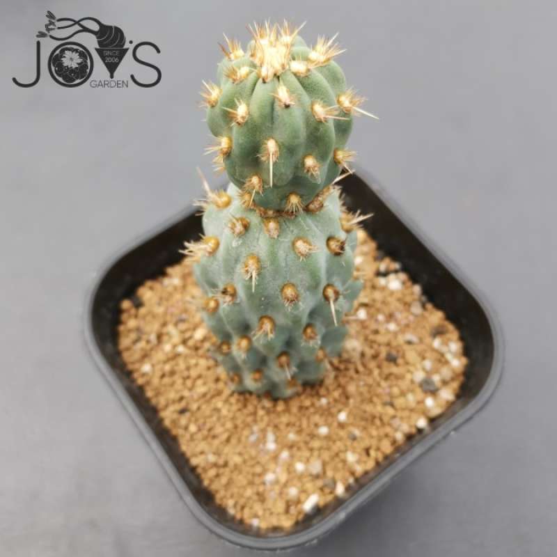 Promo Opuntia miquelii Diskon 33% di Seller BILATERA SHOP - Kalideres, Kota Jakarta Barat | Blibli