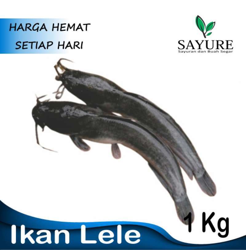 Jual IKAN LELE SEGAR 1 KG di Seller sayure - sayure - Kota Bekasi | Blibli