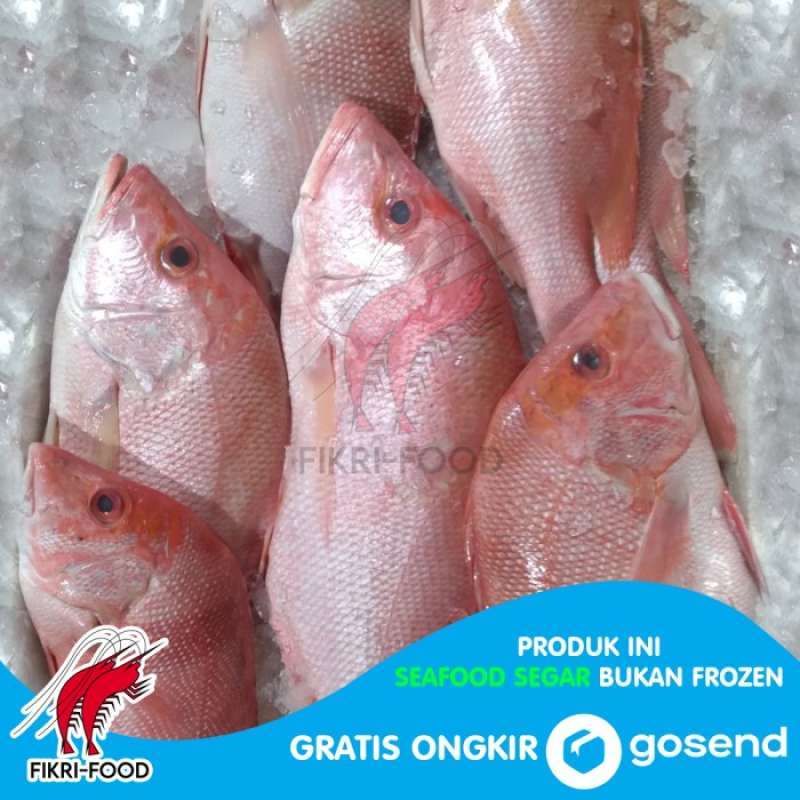 Jual Ikan Kakap Merah Segar Ikan Laut Di Seller Fikri Food - Pengasinan ...