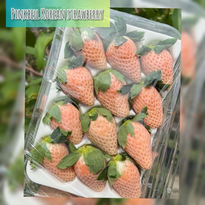 Jual Pinkbell Korean strawberry/strawberry Korea buah strawberry viral ...
