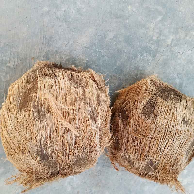 Jual Benih Biji Berakar Pohon Siwalan(Penghasil Buah Lontar,Air Legen ...