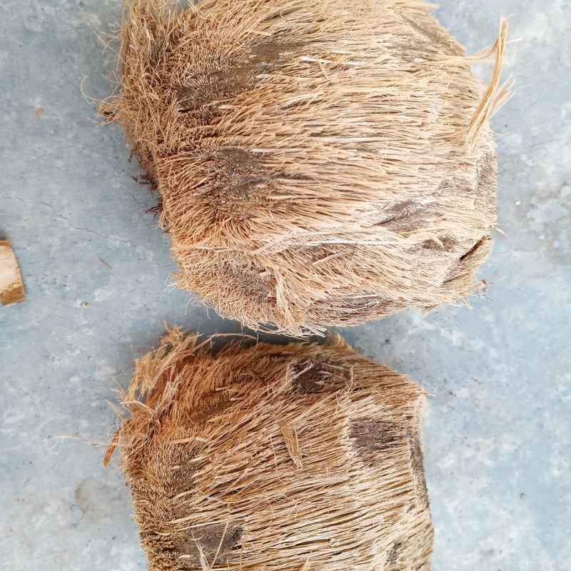 Jual Benih Biji Berakar Pohon Siwalan(Penghasil Buah Lontar,Air Legen ...