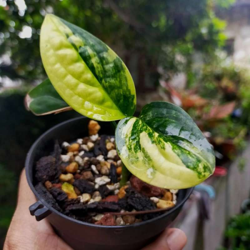 Promo Tanaman Hias Monstera Karstenianum Peru Variegata Menor Diskon 23 ... Promo Tanaman Hias Monstera Karstenianum Peru Variegata Menor Diskon 23 ...