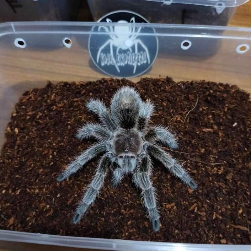 Promo Grammostola Porteri Female - Rosea Ncf | Tarantula Diskon 23% Di ...