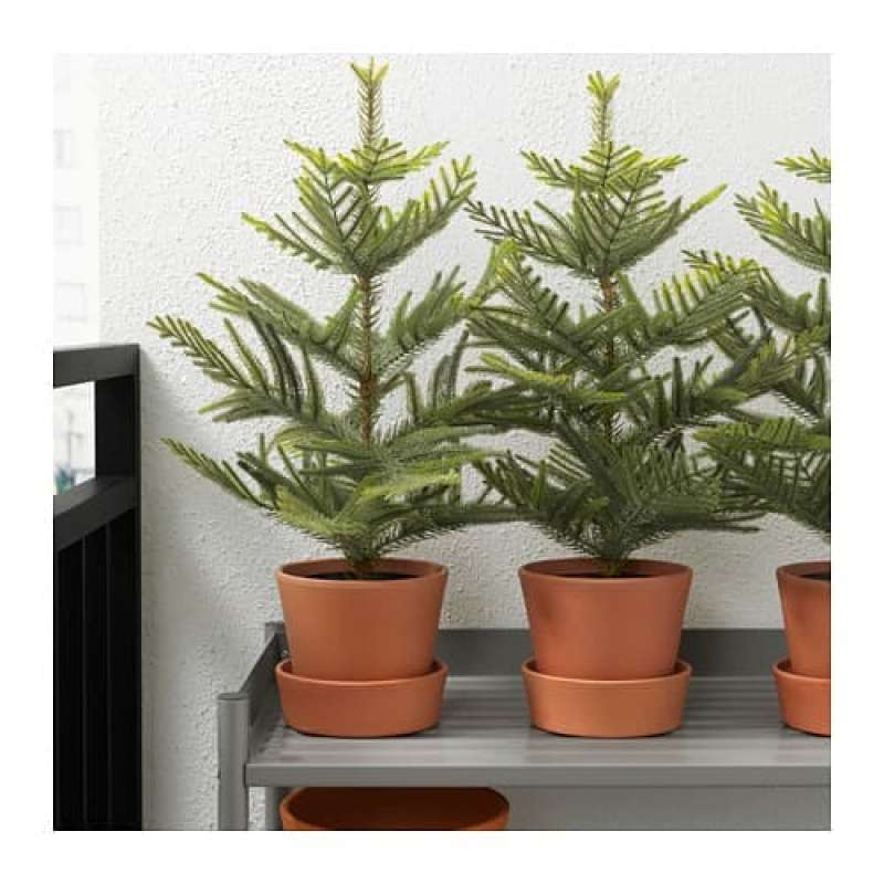 Promo Pohon Pinus Artificial 2 Ft - Pohon Artificial Diskon 50% Di ...