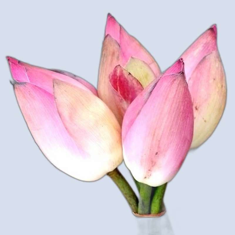 Promo Bunga Lotus Asli Isi 2 Tangkai Diskon 23% Di Seller Walima Store ...