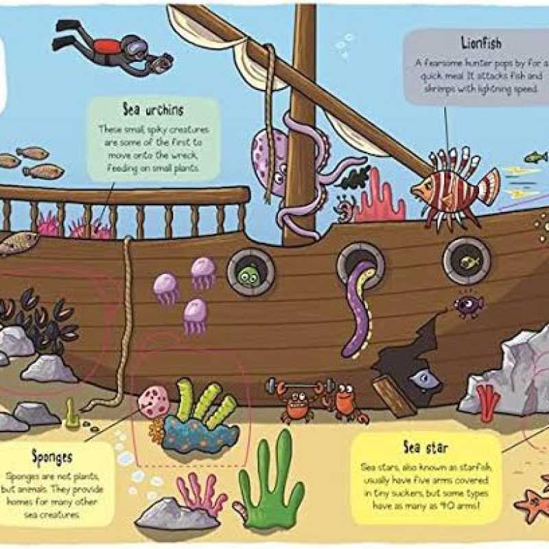 Jual Little Explorers Under The Sea Board Book Lift The Flap Children ...