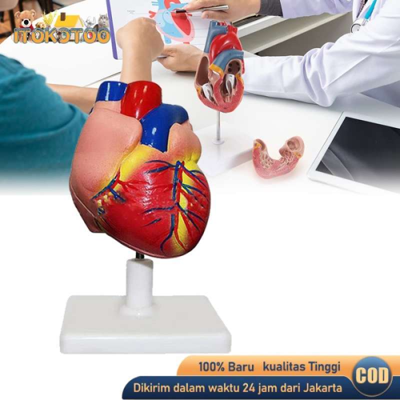Promo Model Jantung Model Anatomi Manusia Bentuk Jantung Diskon 23% Di ... Promo Model Jantung Model Anatomi Manusia Bentuk Jantung Diskon 23% Di ...