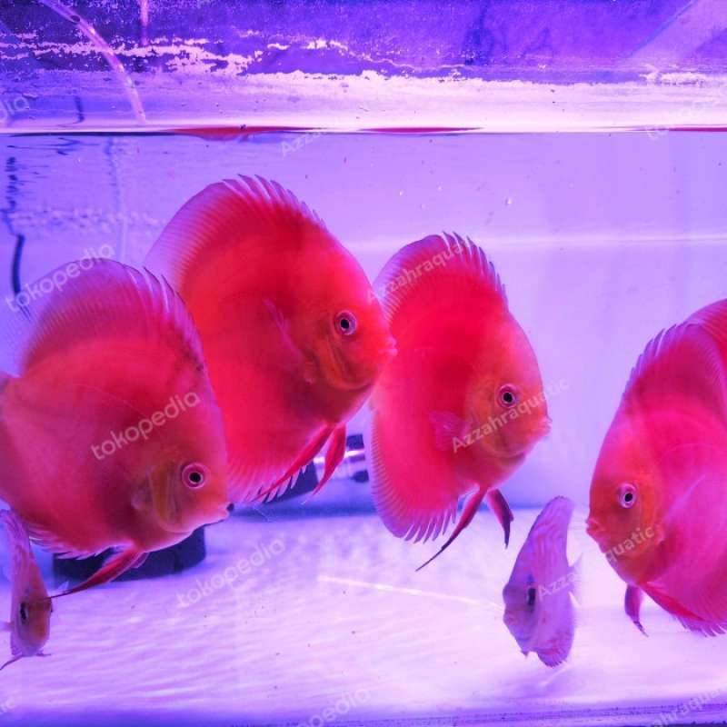 Promo Discus Red Melon Size 4 Inch Up - Ikan Hias Diskon 23% Di Seller ...