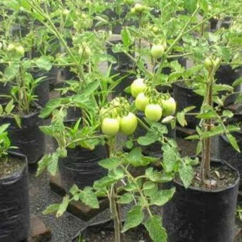Jual Tanaman Tomat Besar / Tomat Sayur Di Seller Winter - Cengkareng ...