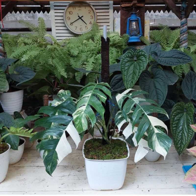 Jual Tanaman Hias Epipremnum Pinnatum Varigata - Epipremnum Varigata ... Jual Tanaman Hias Epipremnum Pinnatum Varigata - Epipremnum Varigata ...