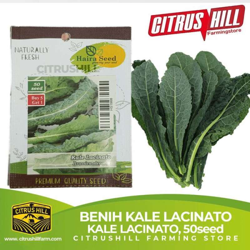 Jual Benih Kale Lacinanto - Haira Seed Di Seller Citrushill farmingstore - Antapani Tengah, Kota ...