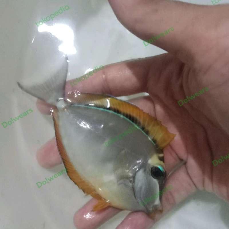 Jual Botana Naso Padang Di Seller Rumix - Cengkareng Timur, Kota ...