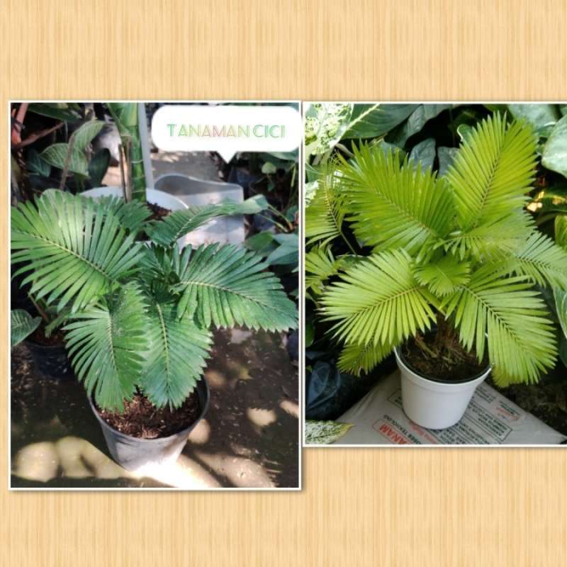 Jual Tanaman Indoor Palem Mini Palem Paris On Pot Putih Ready Surabaya ...