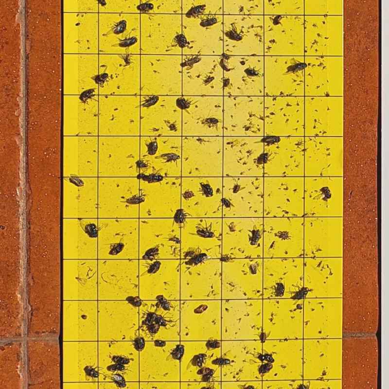 Promo Lem Lalat, Glue Pad Super Lengket, Glue Board, Fly Catcher 42x17 ...