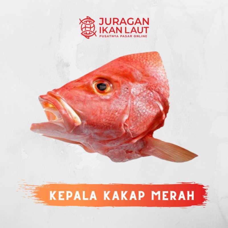 Jual Kepala Ikan Kakap Merah Segar - 1 Kepala JABODETABEK di Seller ...