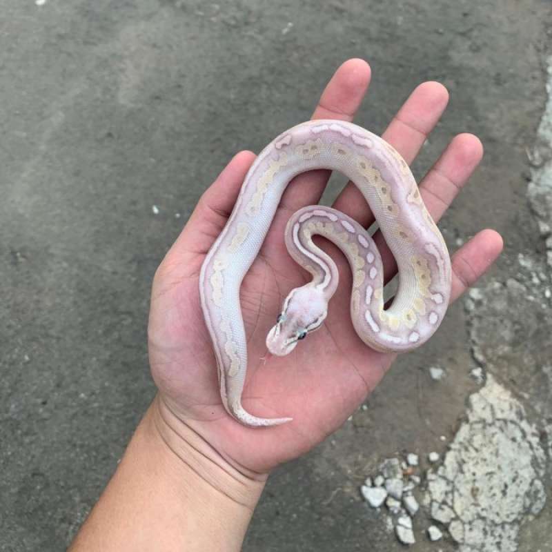 Lesser Super Cinnamon Ball Python