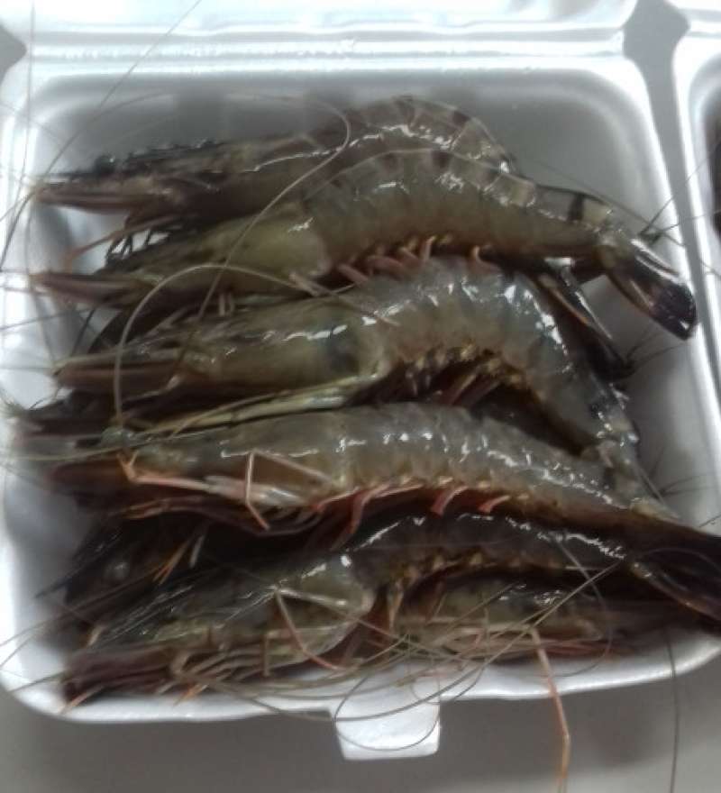 Promo udang pancet atau tiger prawn ak 25-30(500gram/pack) Diskon 23% ...