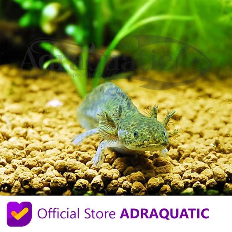 Promo AXOLOTL MARBLE DOGFISH SALAMANDER WALKING FISH MEXICANUM Diskon ...