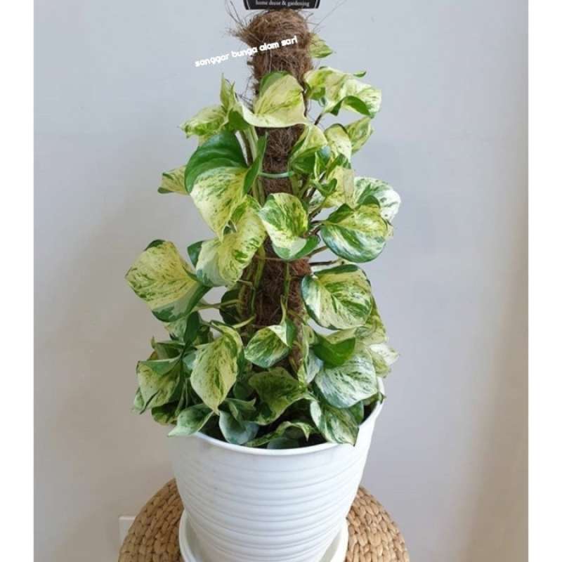 Promo TANAMAN HIAS EPIPREMNUN MANJULA RIMBUN CANTIK + POT PUTI DAN ...