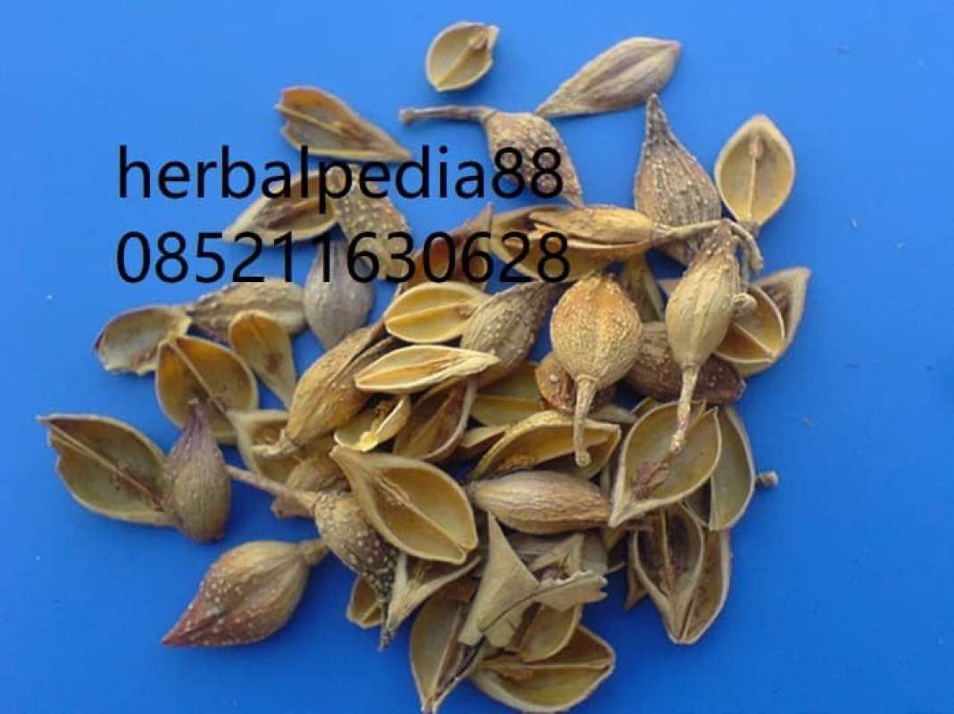 Promo Lian Qiao È¿žç¿˜ Forsythia Suspensa 600 Gram Diskon 33% Di Seller ...