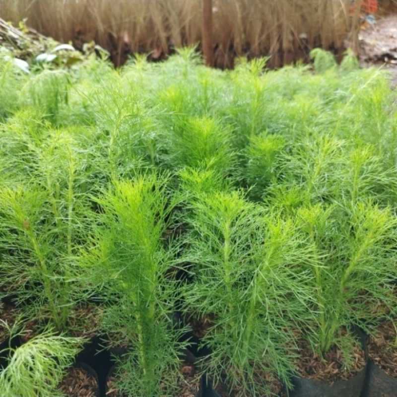 Promo Tanaman Hias Cemara Air - Paket 50 Pohon Cemara Laut Diskon 23% ...