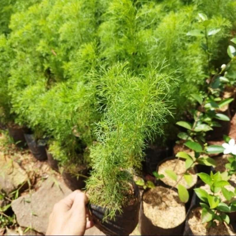 Promo Tanaman Hias Cemara Air - Paket 50 Pohon Cemara Laut Diskon 23% ...